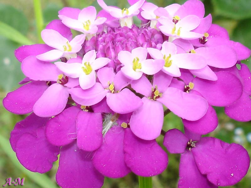 photo fleur