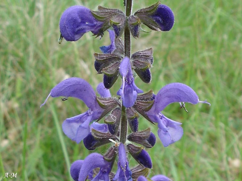photos fleurs sauvages et fleur des champs