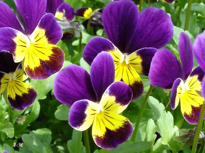 photos fleurs du jardin