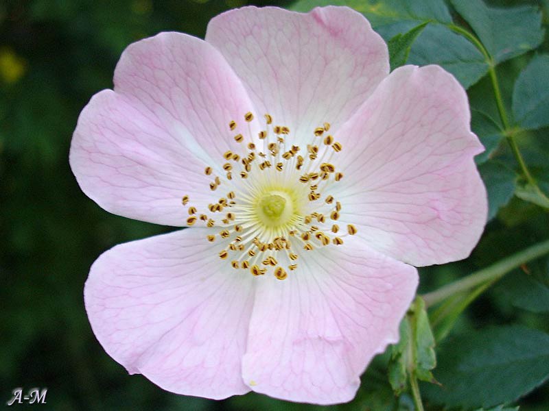 photo fleurs des arbres et arbustes