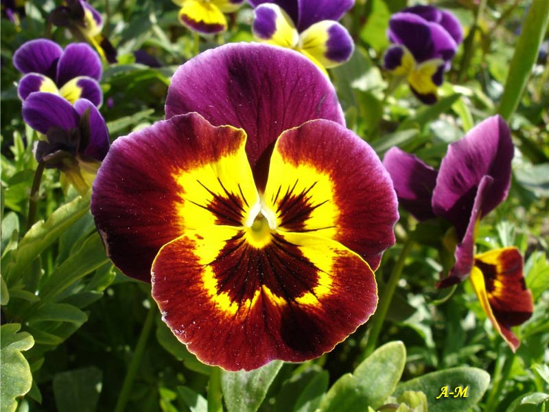 photos fleurs du jardin