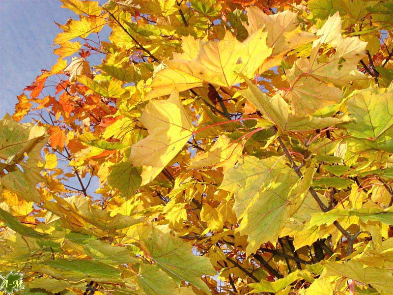 photo nature : feuilles et branches