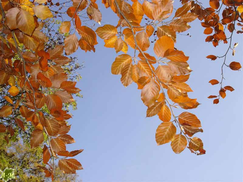 photo nature : feuilles et branches